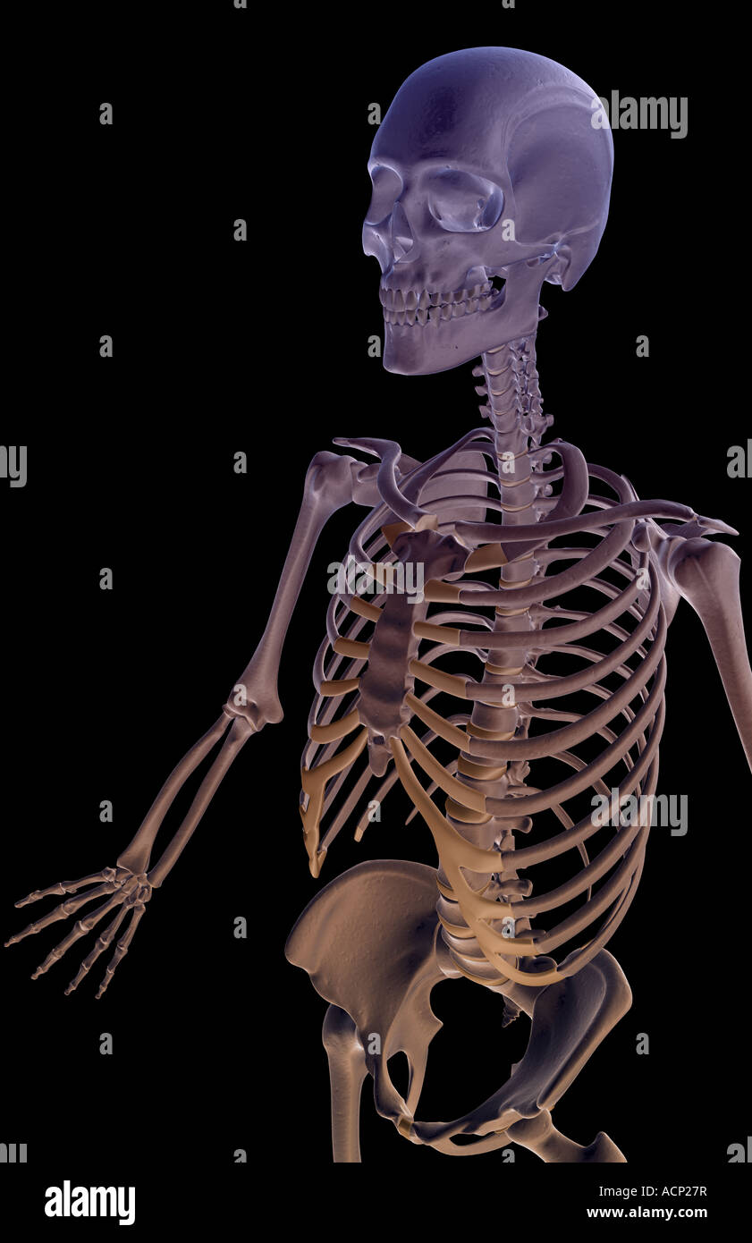 The bones of the upper body Stock Photo - Alamy