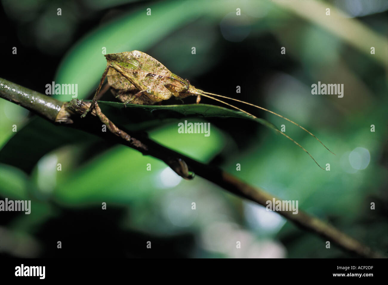 Leaf insect in the tropical rainforest Amazon Basin Peru Stock Photo ...
