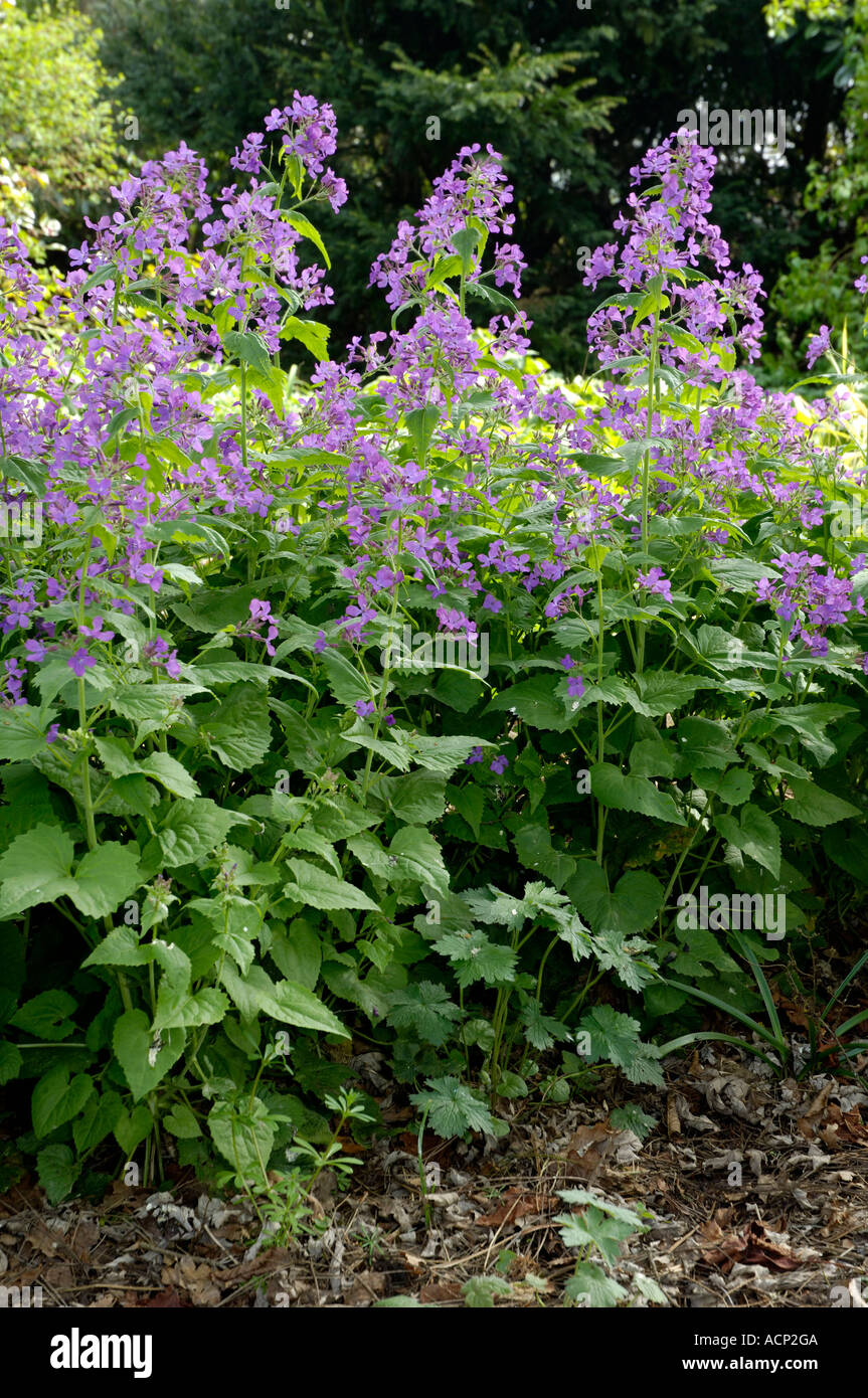 Sweet rocket hesperis matronalis hi-res stock photography and images ...