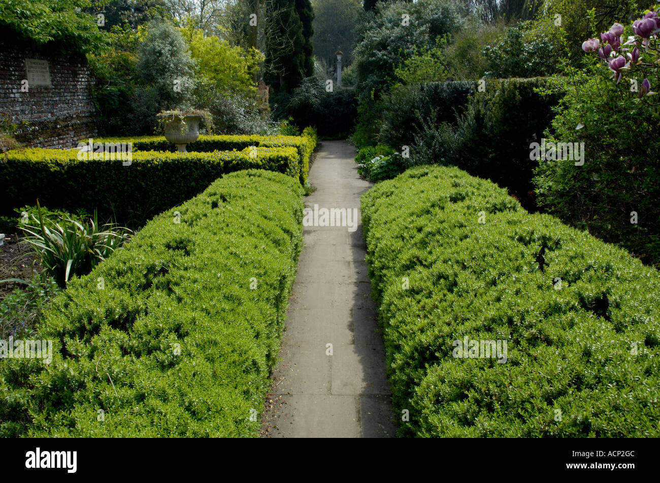 Boxwood hedge shrubs hi-res stock photography and images - Alamy