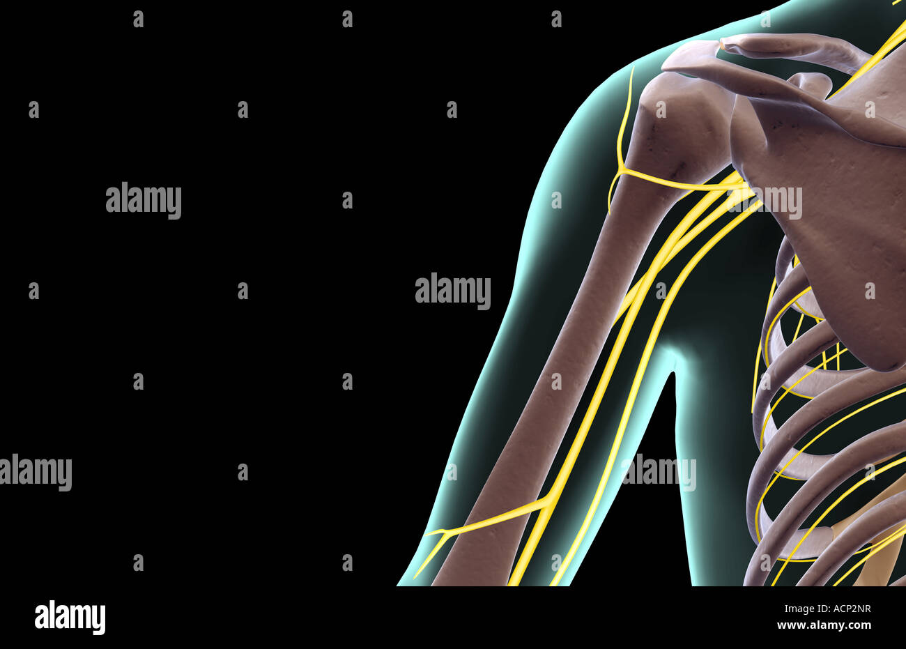 The nerves of the shoulder Stock Photo - Alamy