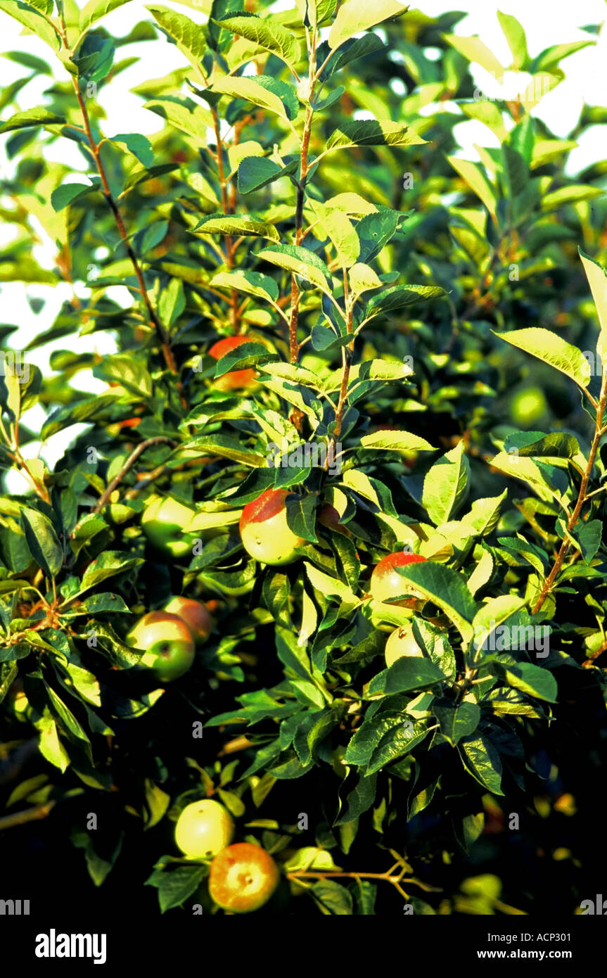 Newnham kent hi-res stock photography and images - Alamy