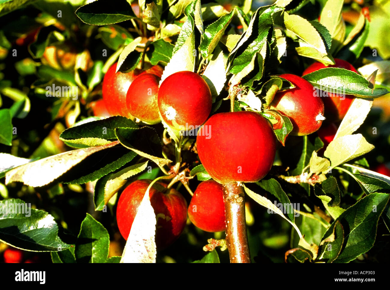 Kent apple village hi-res stock photography and images - Alamy