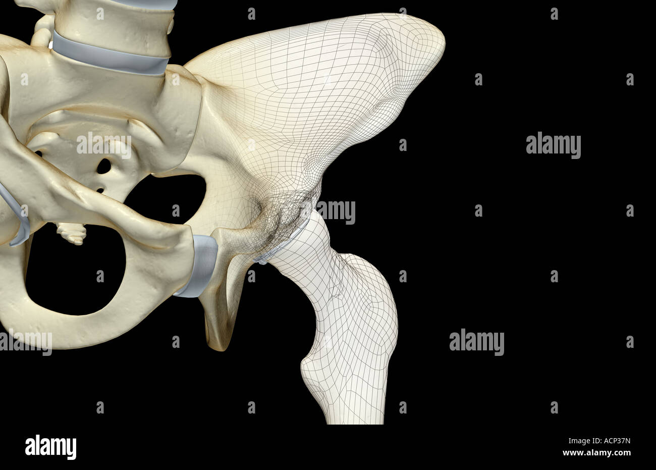 The bones of the hip Stock Photo - Alamy