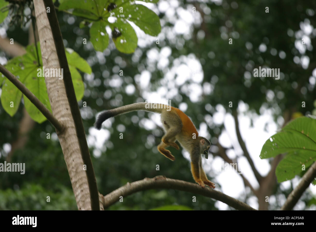 Squirrel monkey leaping onto a branch Manuel Antonio Stock Photo - Alamy