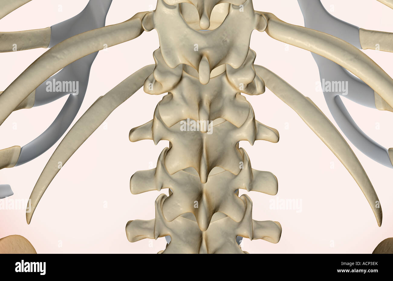 The bones of lumbar vertebrae Stock Photo - Alamy