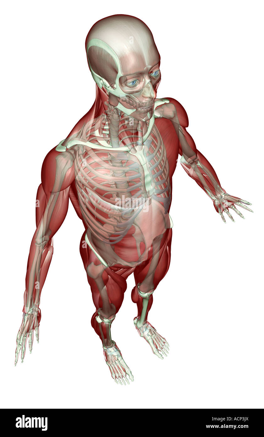 The musculoskeletal system Stock Photo - Alamy