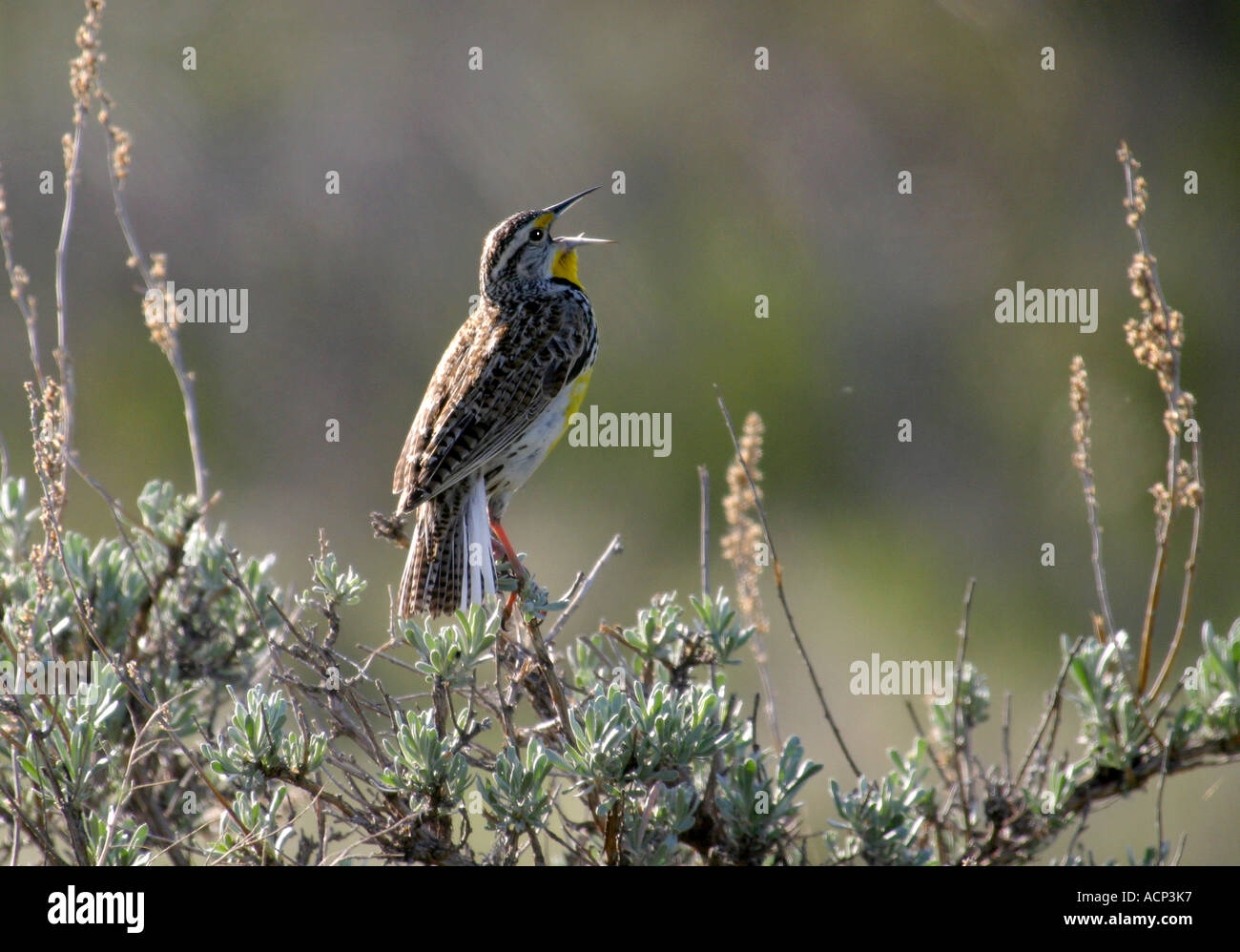 Birds of North America, Western Meadowlark; sturnella neglecta Stock ...
