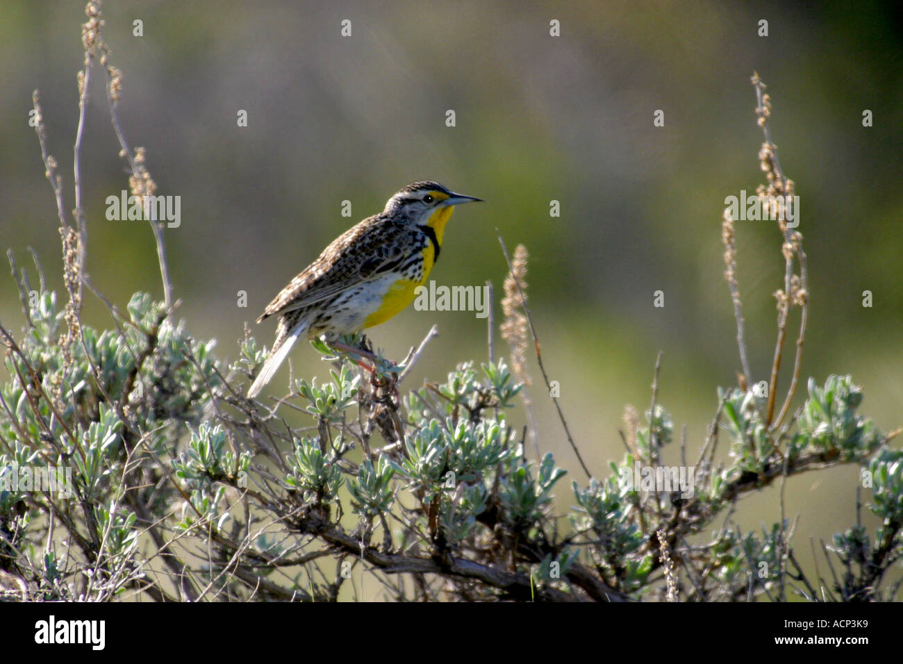 Birds of North America, Western Meadowlark; sturnella neglecta Stock ...