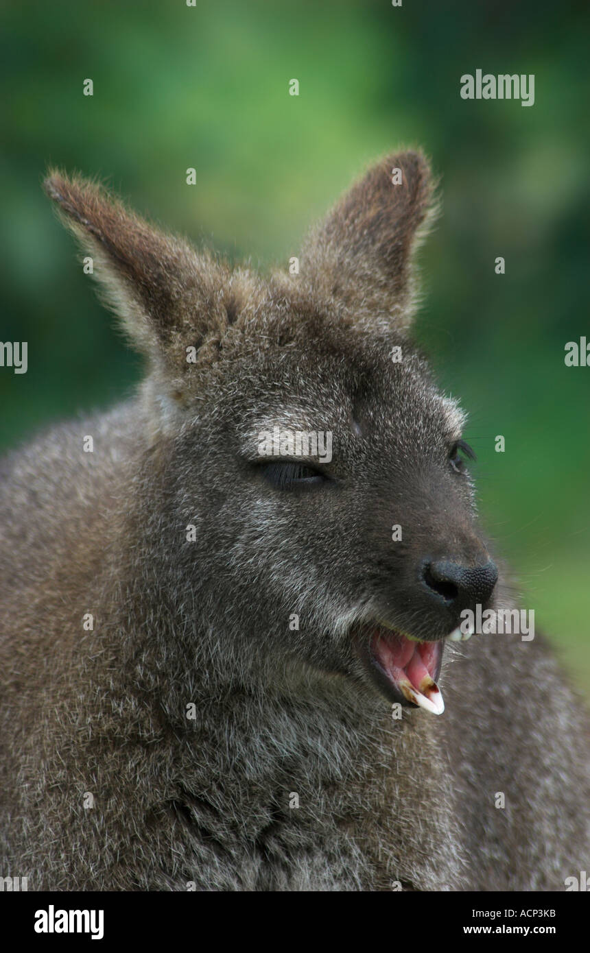 Bennetts wallaby with mouth open Stock Photo - Alamy