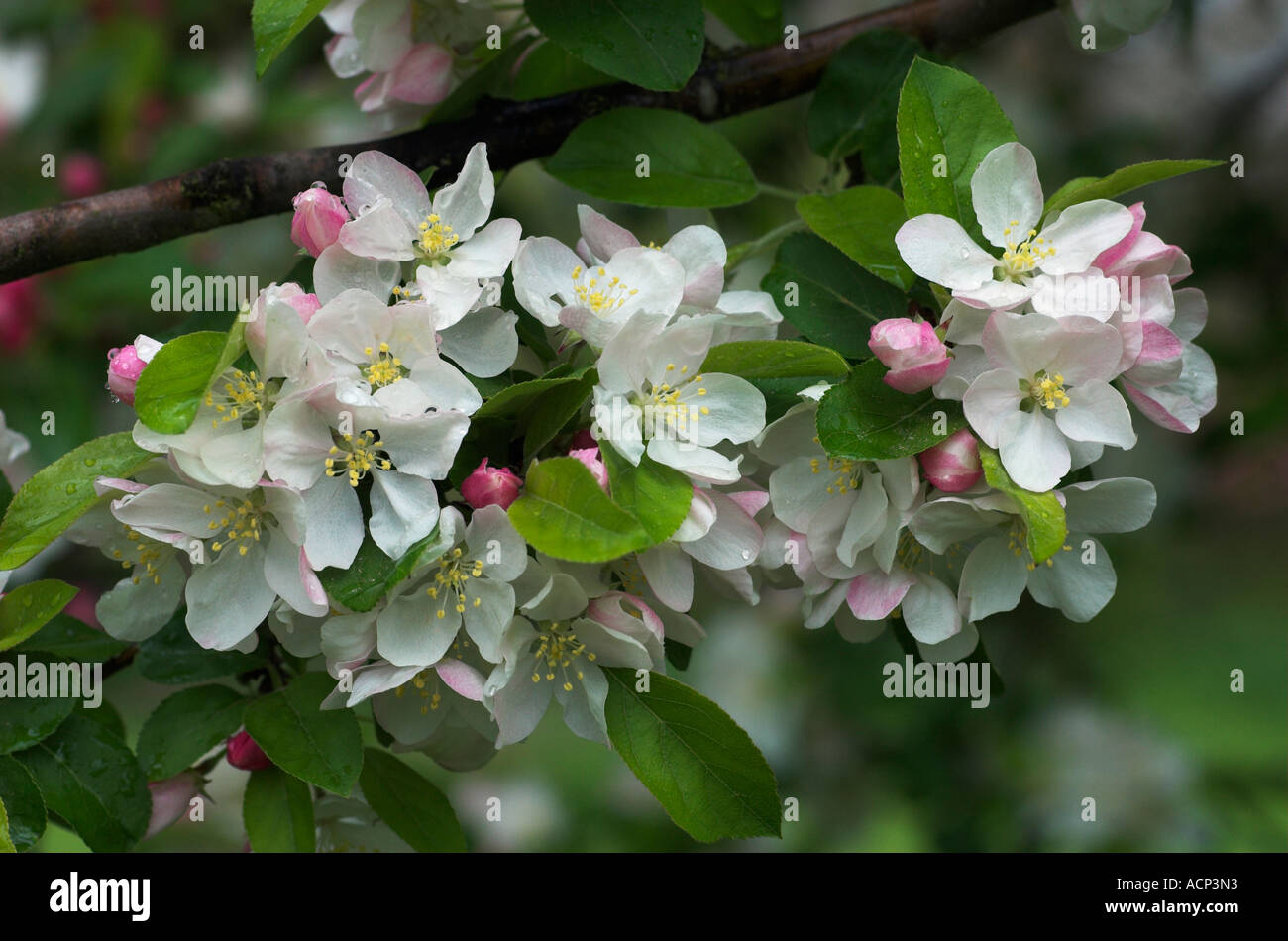 Malus x zumi ‘golden hornet’ flowers hi-res stock photography and ...