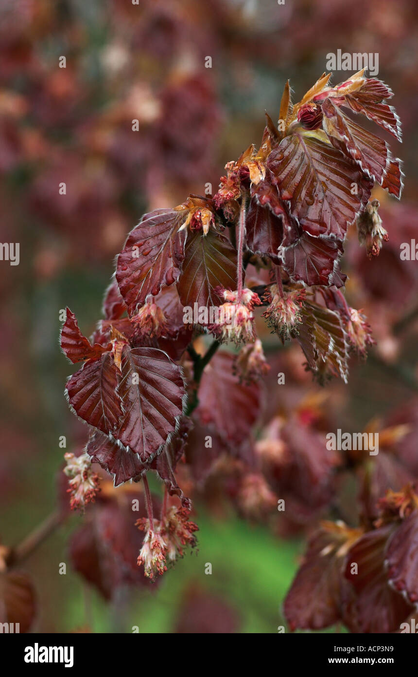 Fagus sylvatica riversii hi-res stock photography and images - Alamy