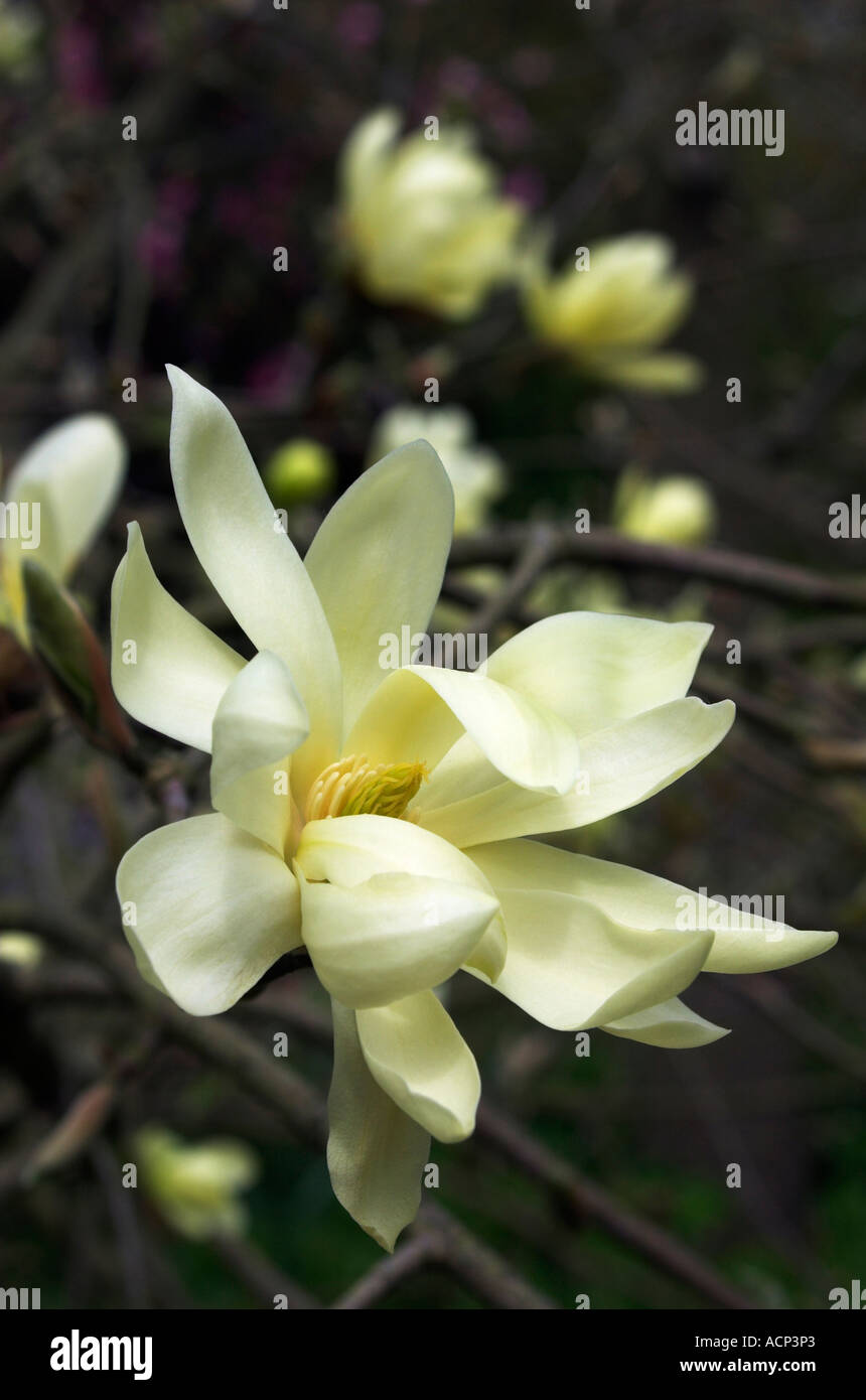 Magnolia gold star hi-res stock photography and images - Alamy