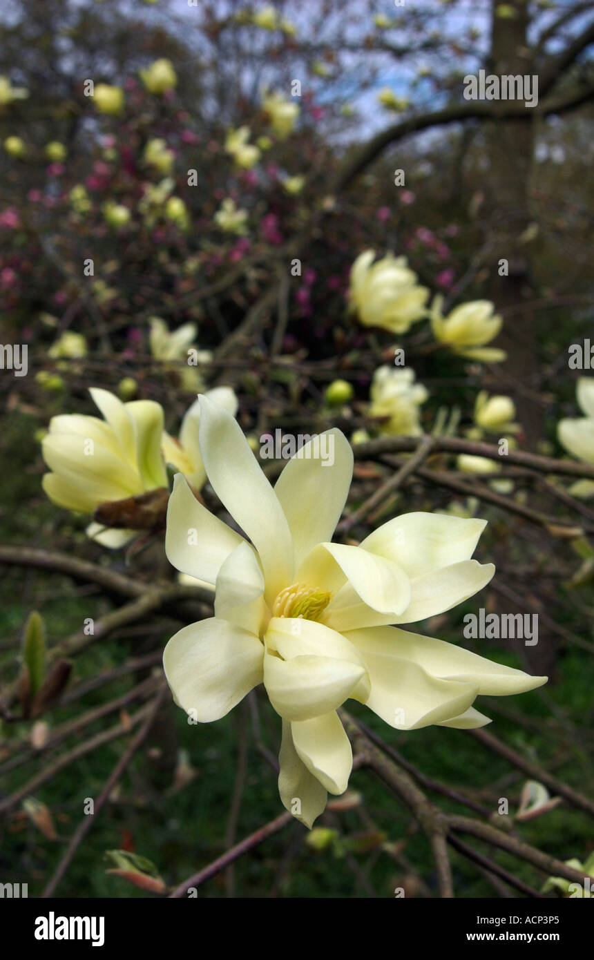 Magnolia gold star hi-res stock photography and images - Alamy