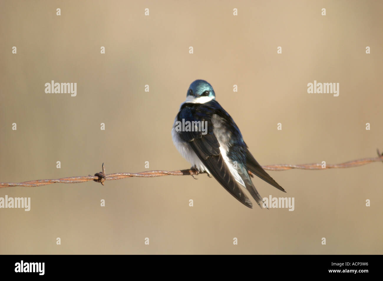 Birds of North America, tree swallow, tachycineta bicolor Stock Photo ...