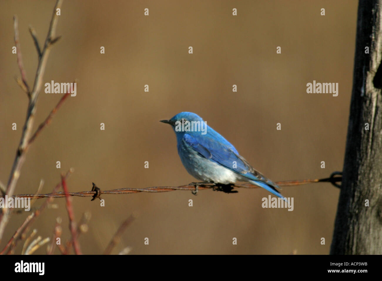 Birds of North America Mountain bluebird, sialia currucoides, Alberta ...