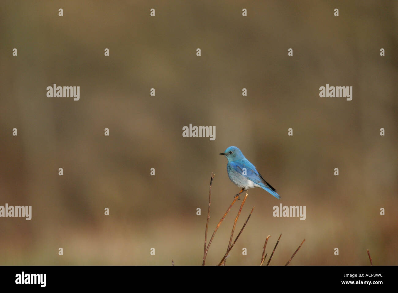 Birds of North America Mountain bluebird, sialia currucoides, Alberta ...