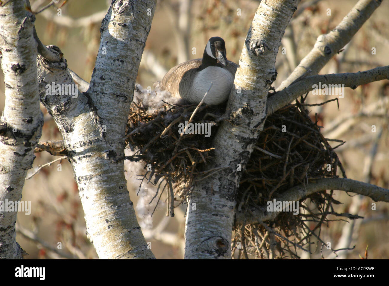 The goose in a tree hi-res stock photography and images - Alamy