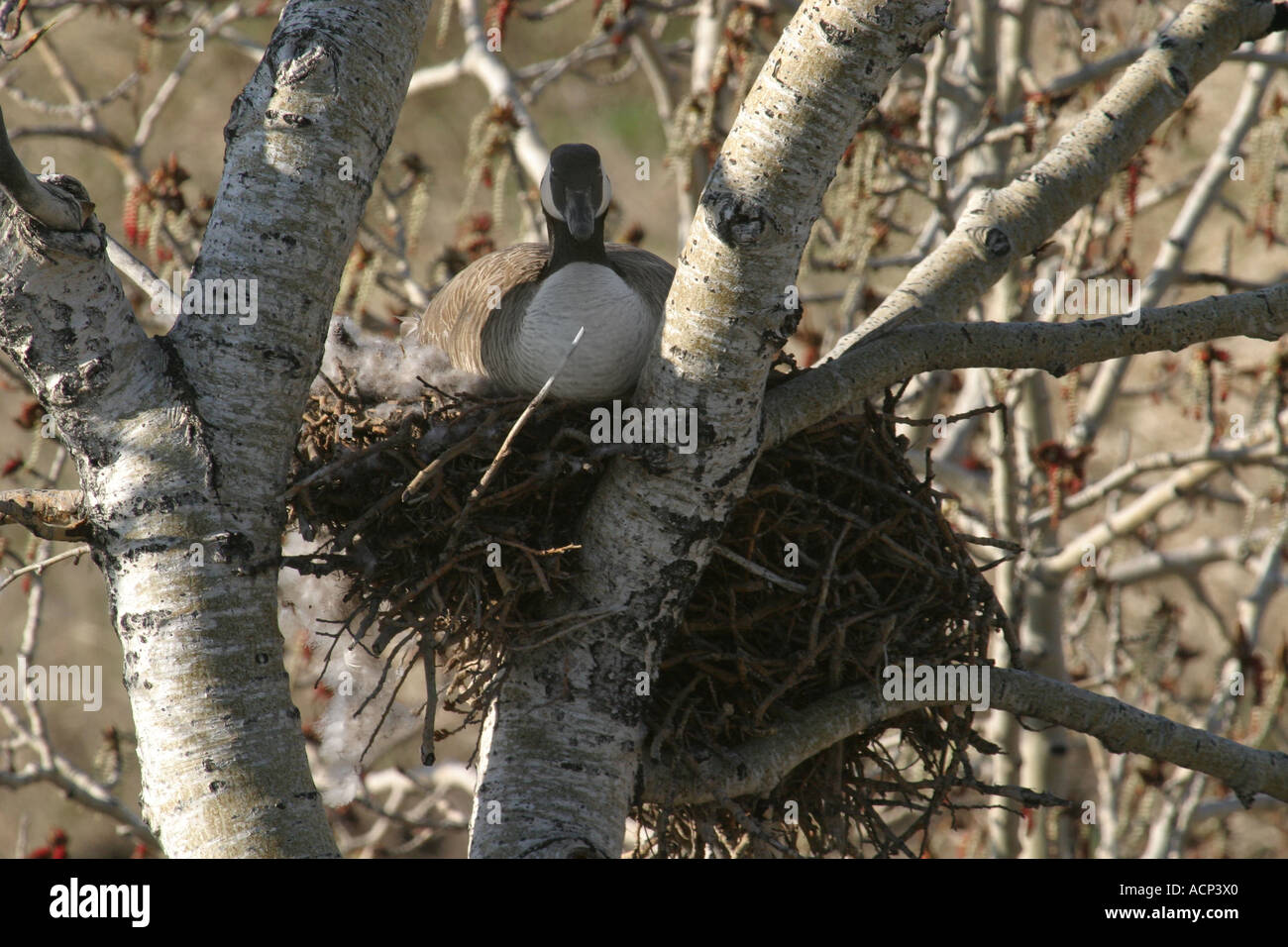 Canada Goose, branta canadensis, nesting high in a poplar tree. Birds ...