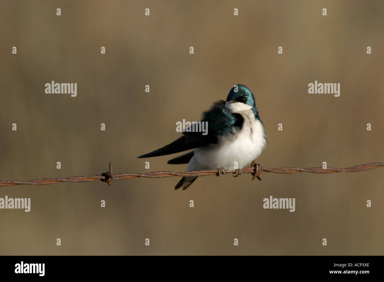 Birds of North America, tree swallow, tachycineta bicolor Stock Photo ...