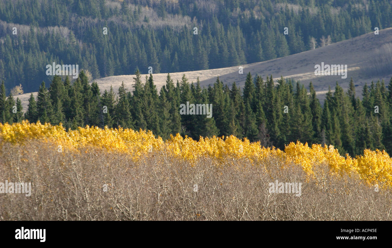 Beautiful Fall Colours in scenic Saskatchewan Canada Stock Photo - Alamy