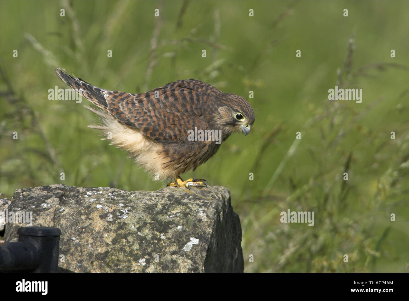 Kestrel perched wall hi-res stock photography and images - Alamy
