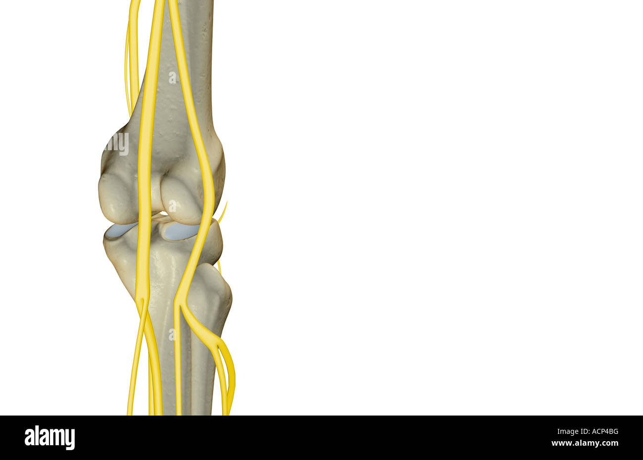 The nerves of the knee Stock Photo - Alamy