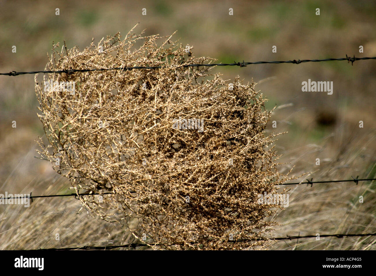 Russian thistle, salsola kali var. tenuifolia, caught in a barbed wire ...