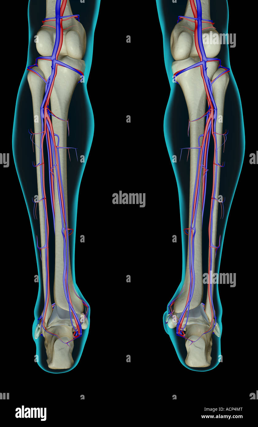 Blood Vessels Leg High Resolution Stock Photography and Images - Alamy