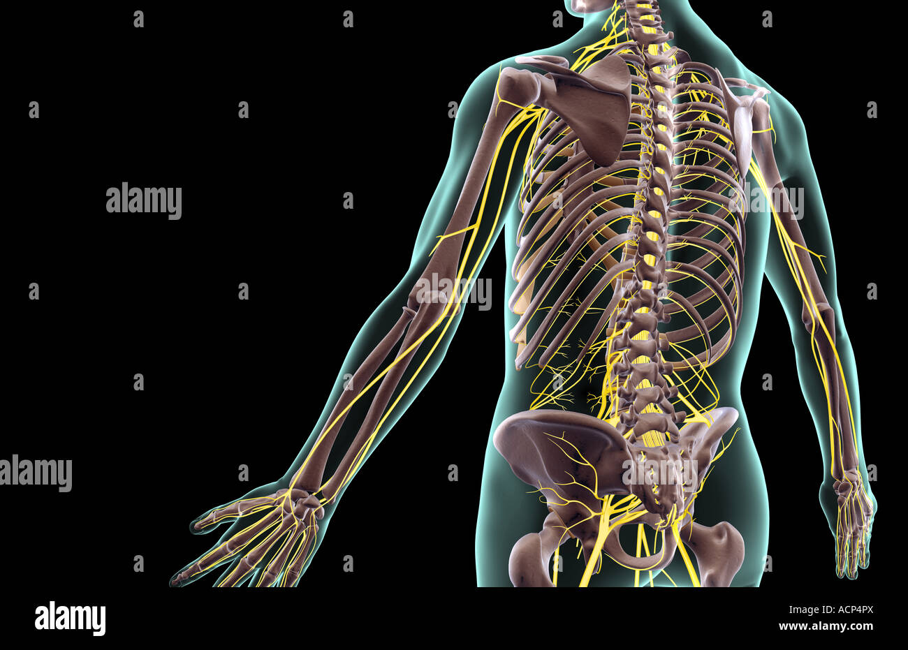 Nerves trunk hi-res stock photography and images - Alamy