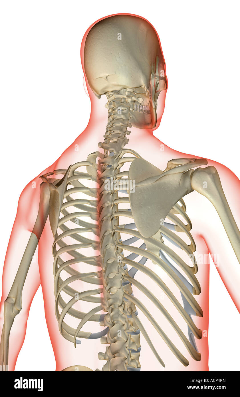 The bones of the upper body Stock Photo - Alamy