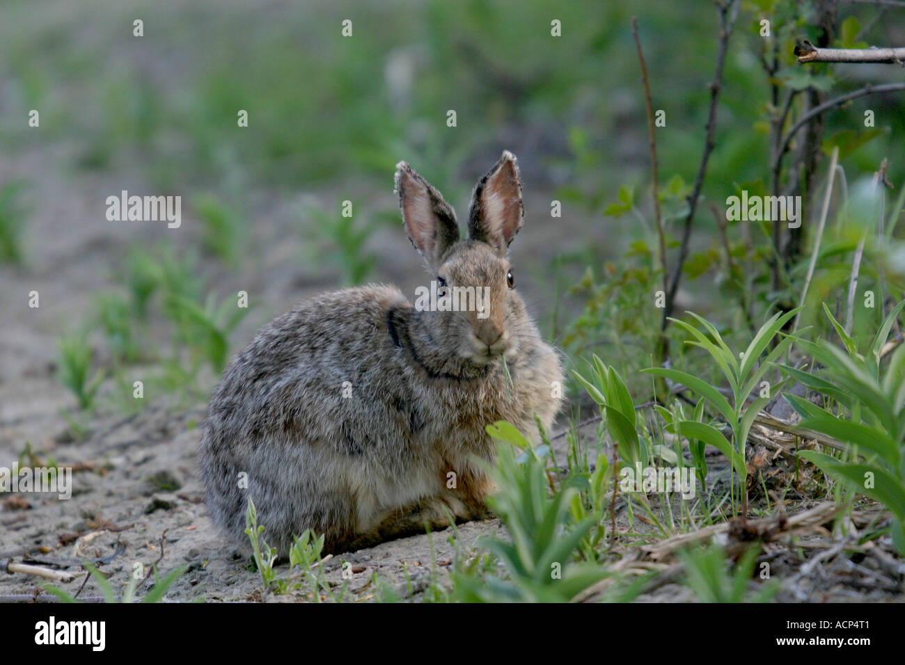 White-tailed jackrabbit, lepus townsendii Stock Photo - Alamy