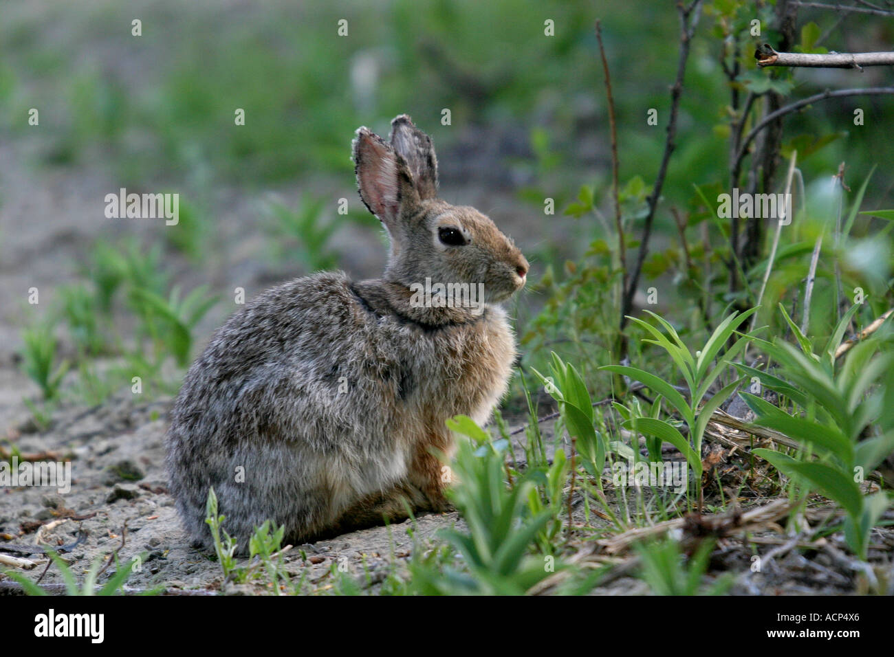 White-tailed jackrabbit, lepus townsendii Stock Photo - Alamy