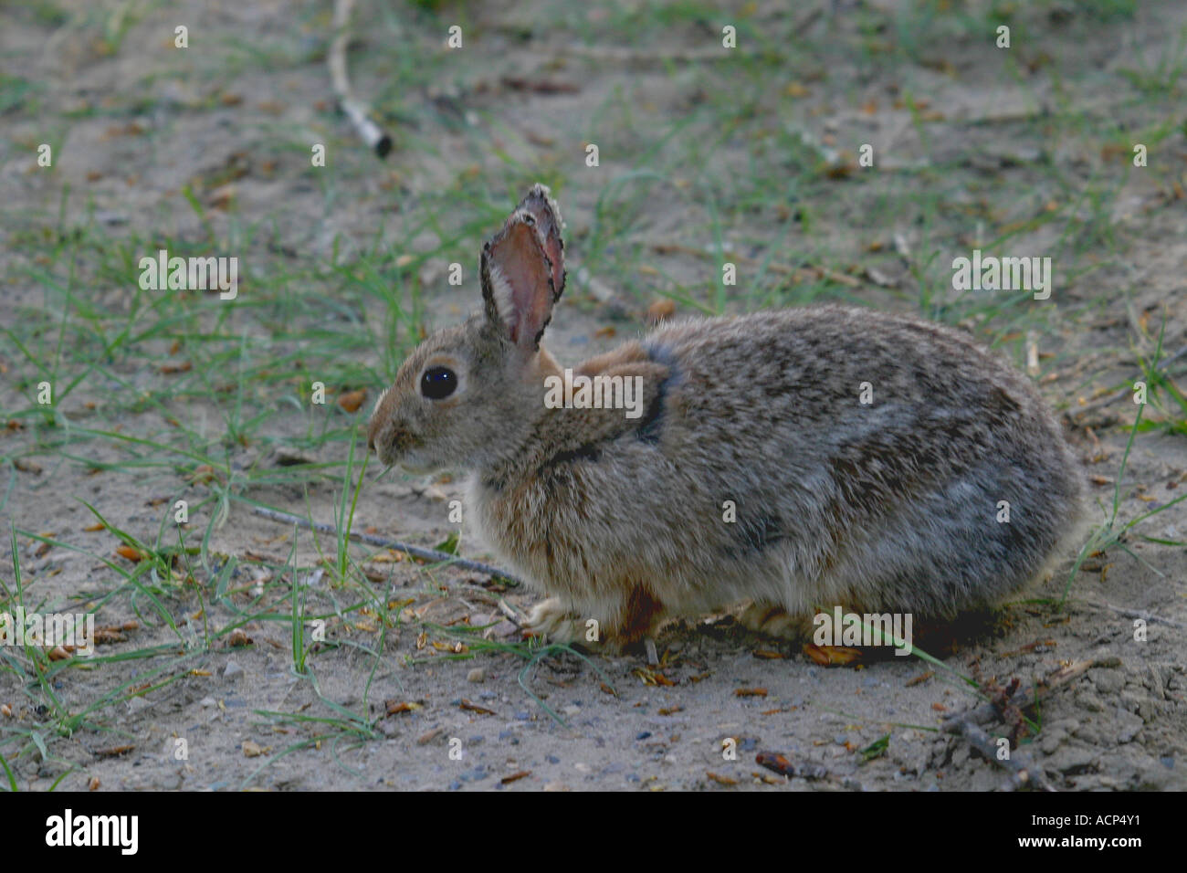 White-tailed jackrabbit, lepus townsendii Stock Photo - Alamy