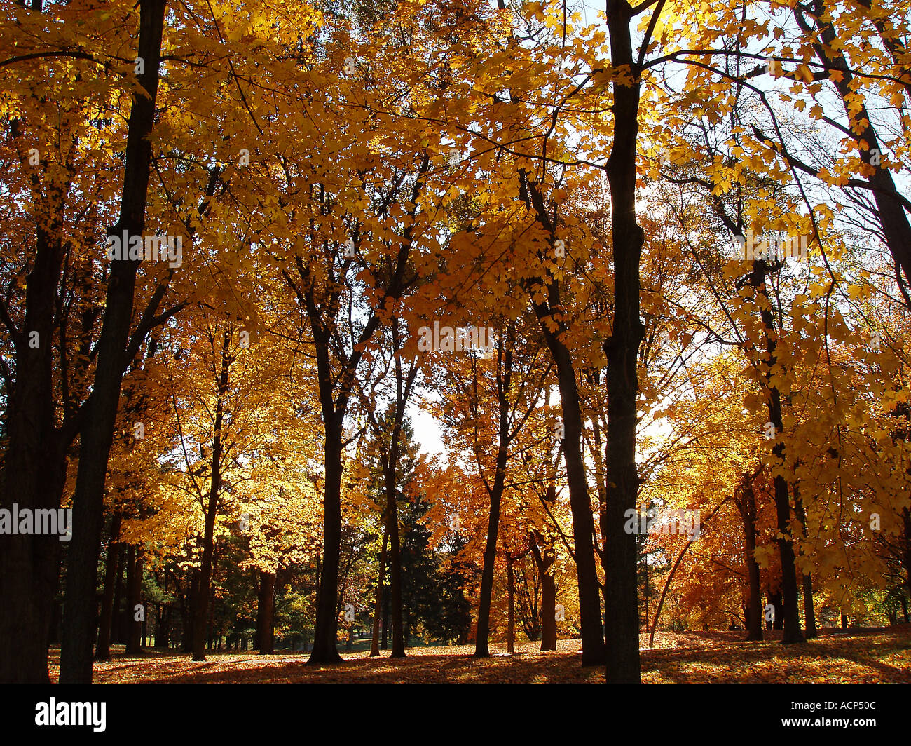 Fall Forest of Colors Stock Photo - Alamy