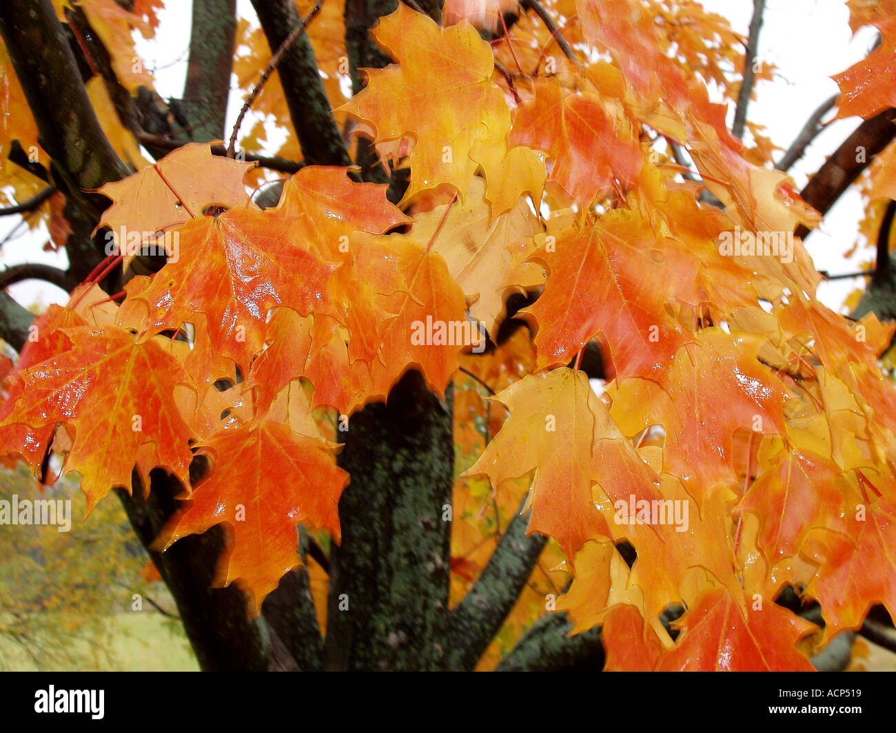 Fall leaves changing colors Stock Photo - Alamy