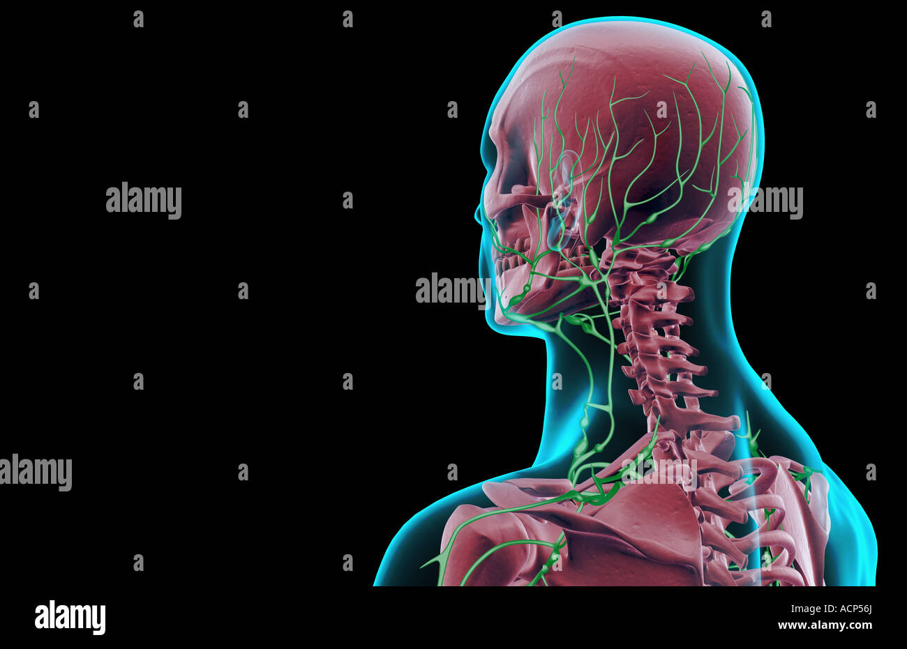 Lymph Nodes Head Neck High Resolution Stock Photography and Images - Alamy
