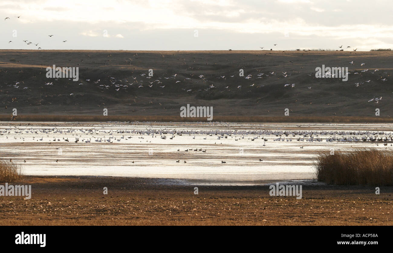 Sanctuary saskatchewan hi-res stock photography and images - Alamy