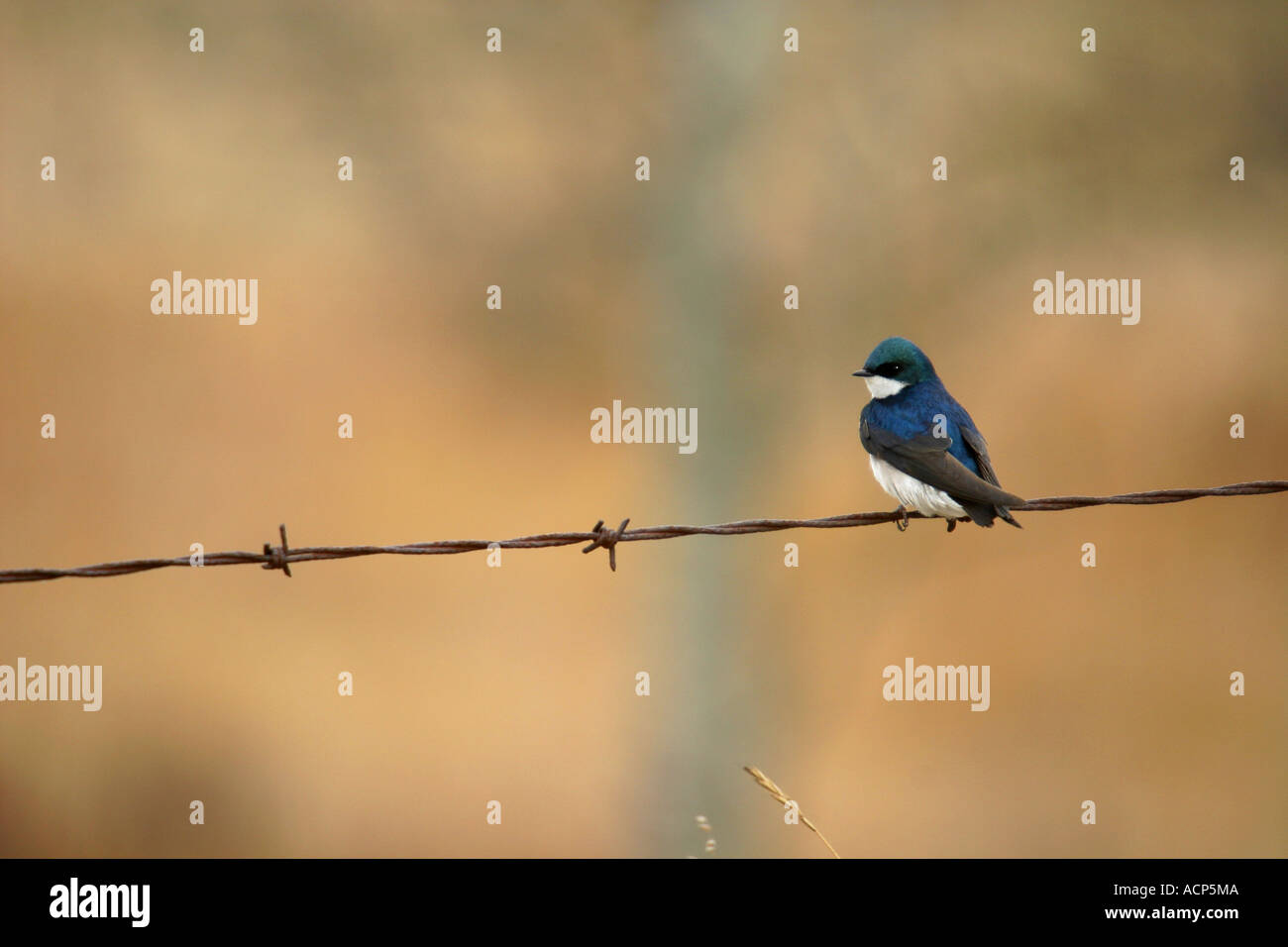 Birds of North America, tree swallow, tachycineta bicolor Stock Photo ...