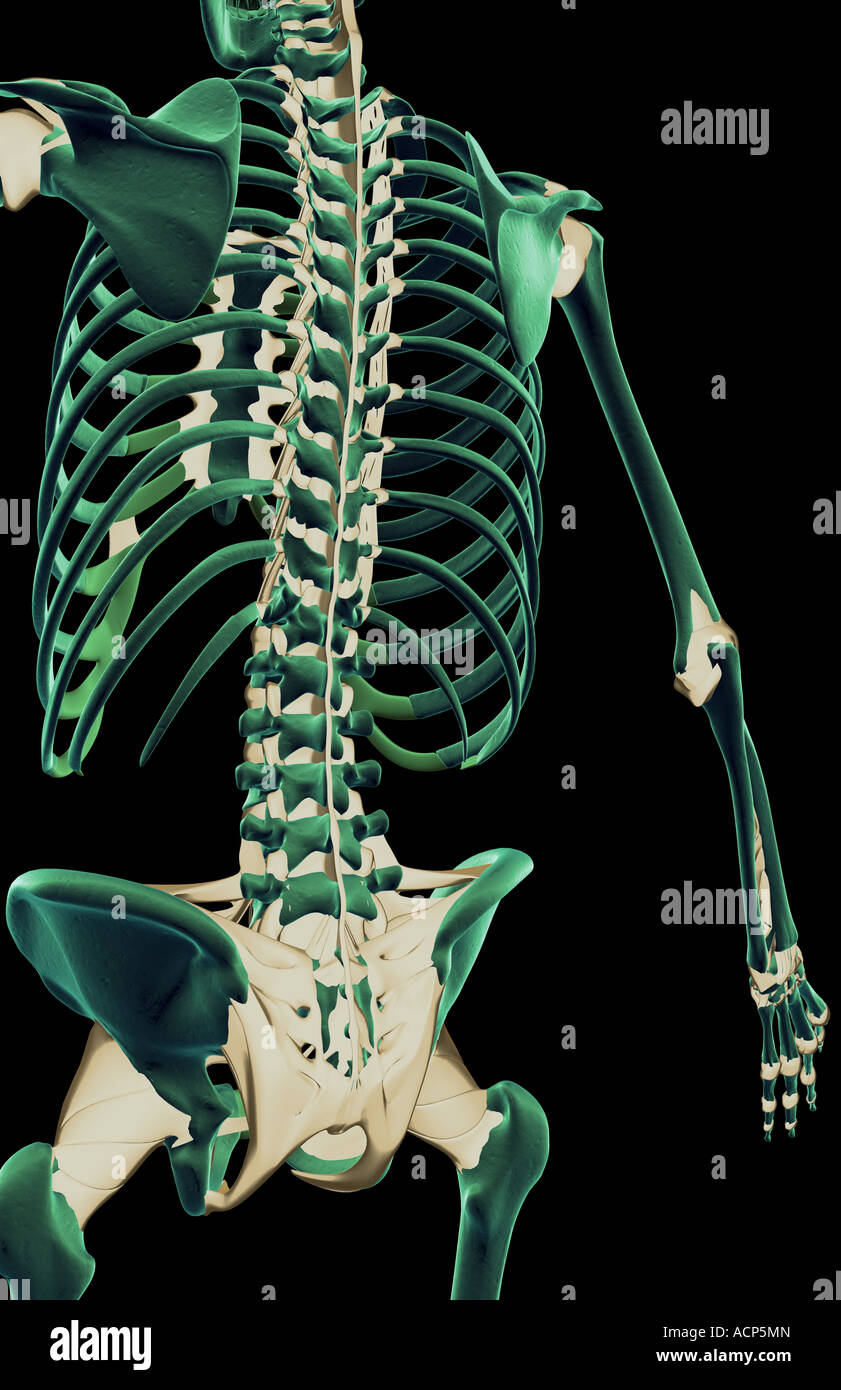Supraspinal ligament hi-res stock photography and images - Alamy