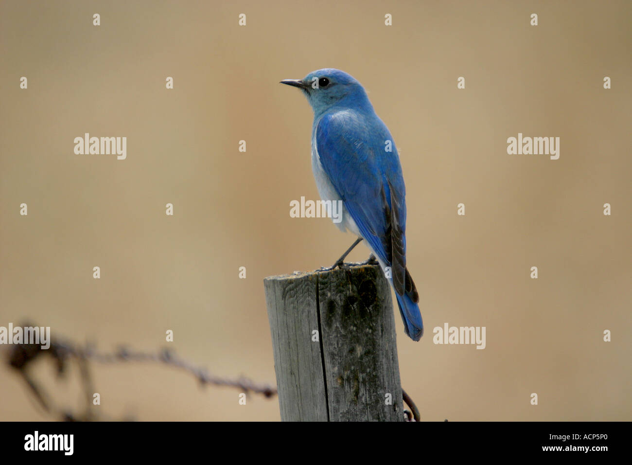 Birds of North America Mountain bluebird, sialia currucoides, Alberta ...