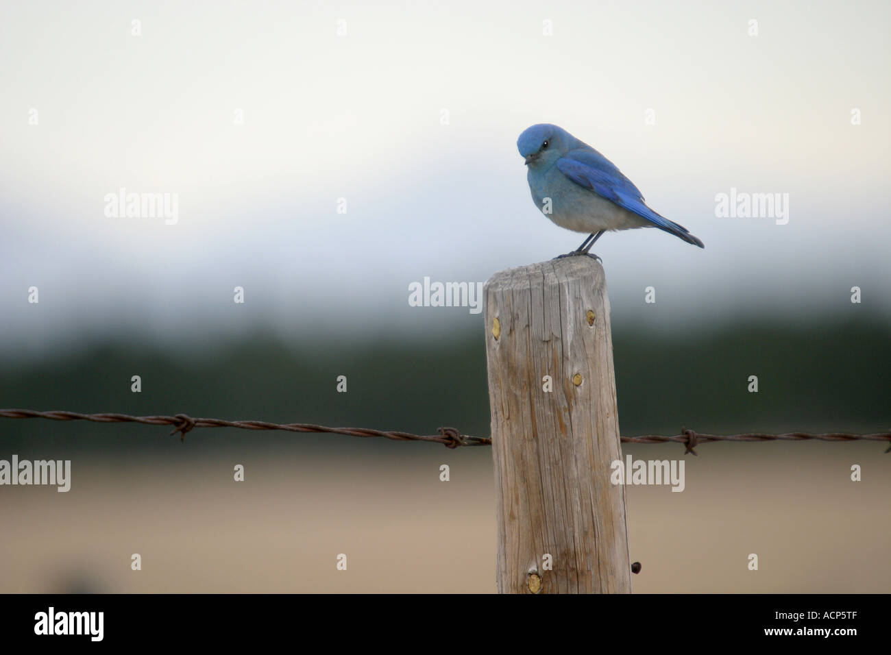 Birds of North America Mountain bluebird, sialia currucoides, Alberta ...