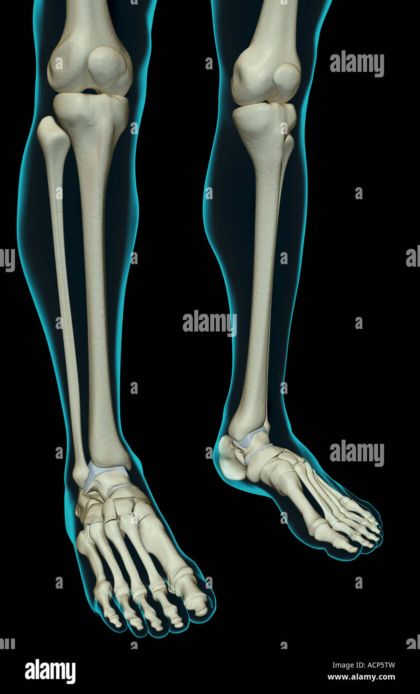 The bones of the leg Stock Photo - Alamy