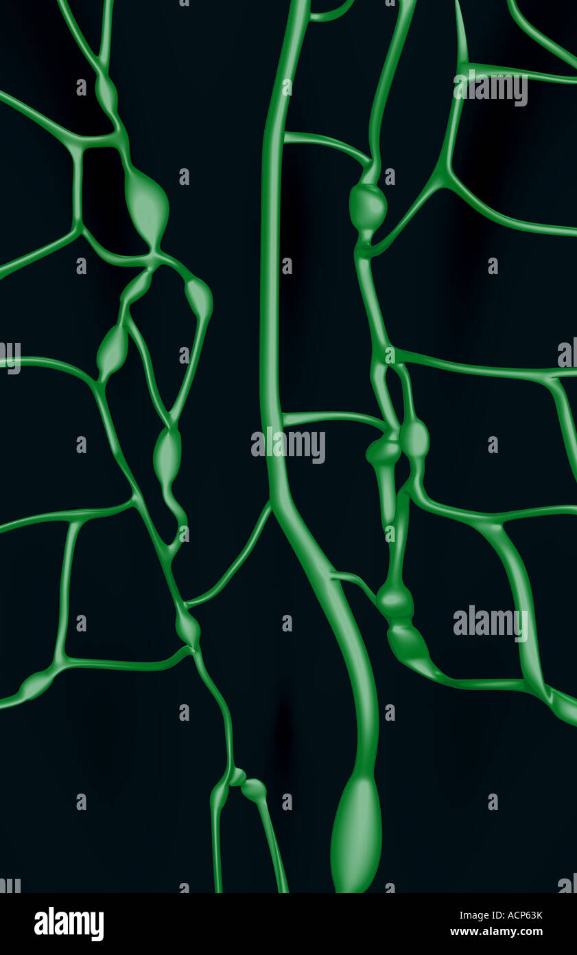 The thoracic duct Stock Photo - Alamy