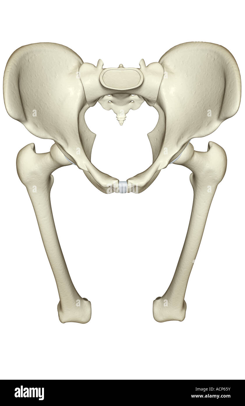 The bones of the pelvis Stock Photo - Alamy