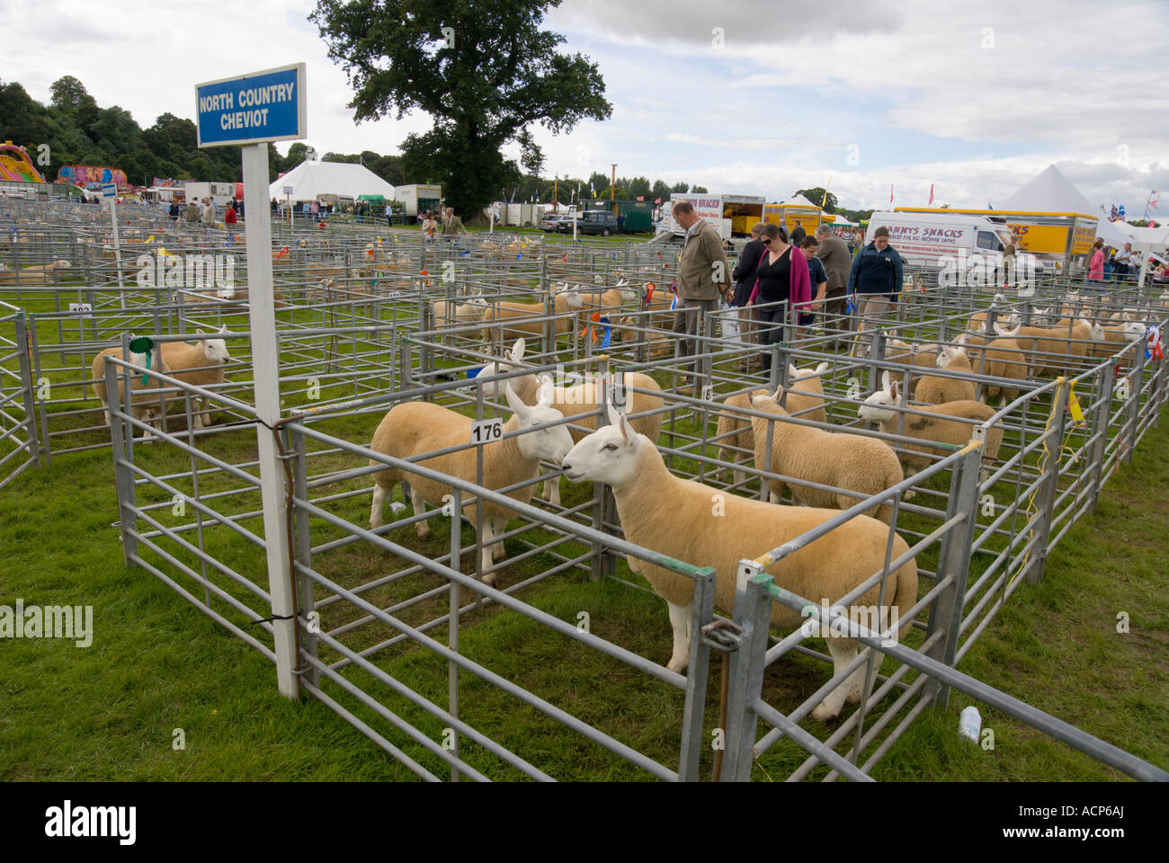 Border Union Show Kelso 2007 sheep exhibit North Country Cheviots few ...