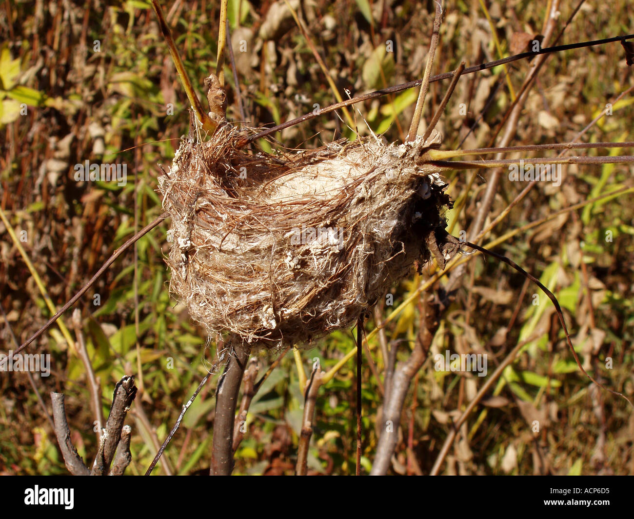 Chicago housing projects hi-res stock photography and images - Alamy
