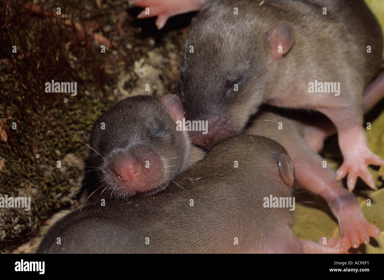 Rat pups hi-res stock photography and images - Alamy
