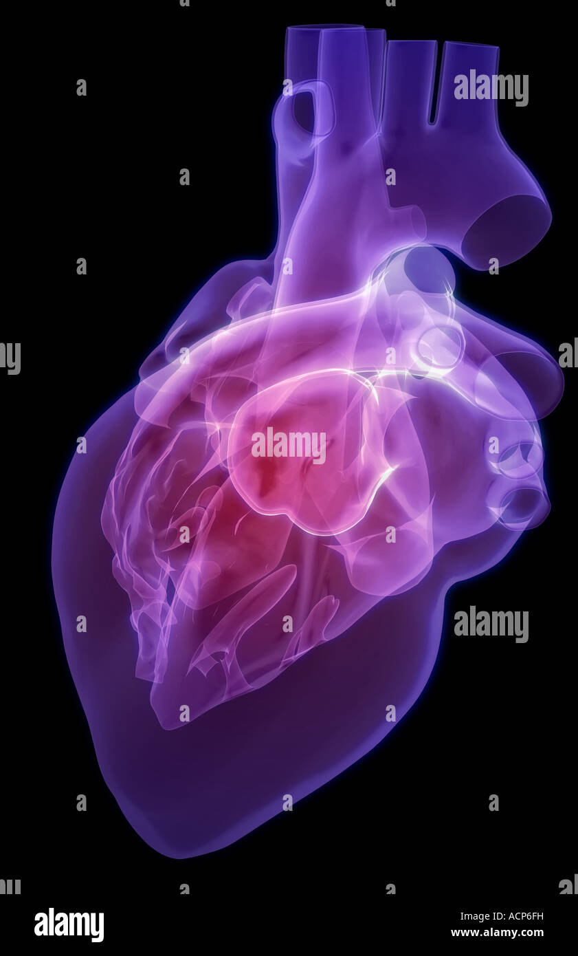 Aortic arch hi-res stock photography and images - Alamy