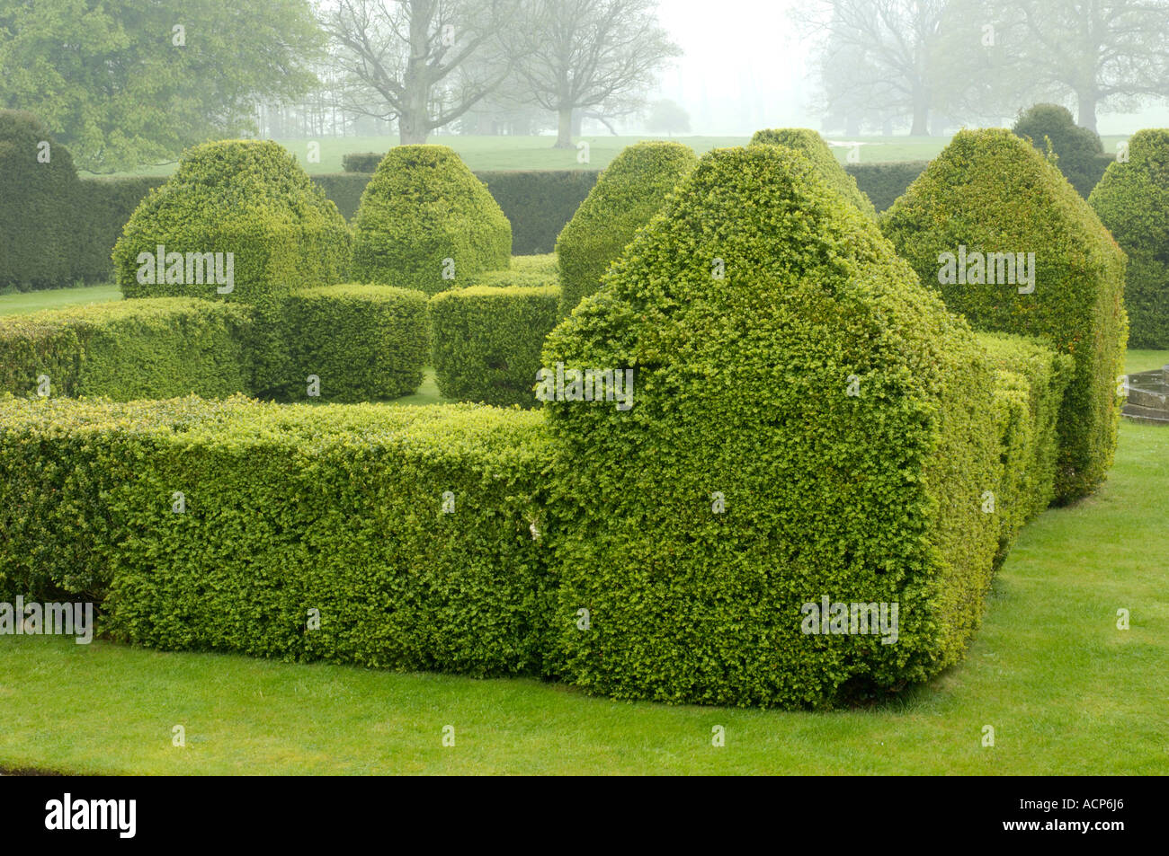 Boxwood shrubs hi-res stock photography and images - Alamy